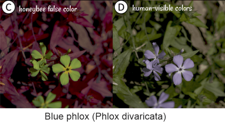 How do bees see flowers? A new camera can tell us more.