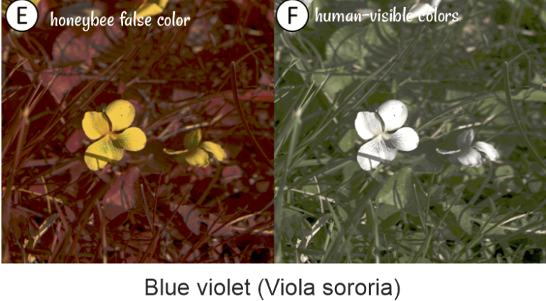 How do bees see flowers? A new camera can tell us more.